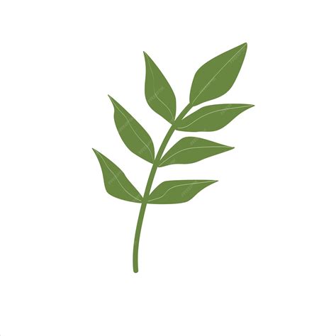 Premium Vector Branch Of Leaves Vector Flat Design