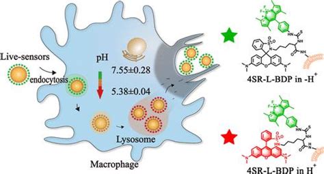 外表面标记细菌作为活体传感器准确定量界面 Ph 值：抗菌耐药性的智能技术acs Nano X Mol