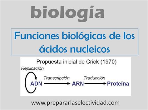 Esquema Acidos Nucleicos