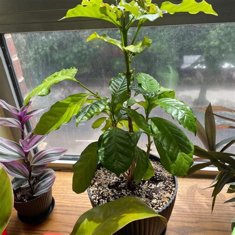 Pruned My Coffee Plant