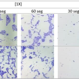 Selection Of Slide Preparation Technique Download Scientific Diagram