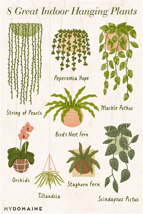 10 Best Indoor Hanging Plants That Thrive In Apartments