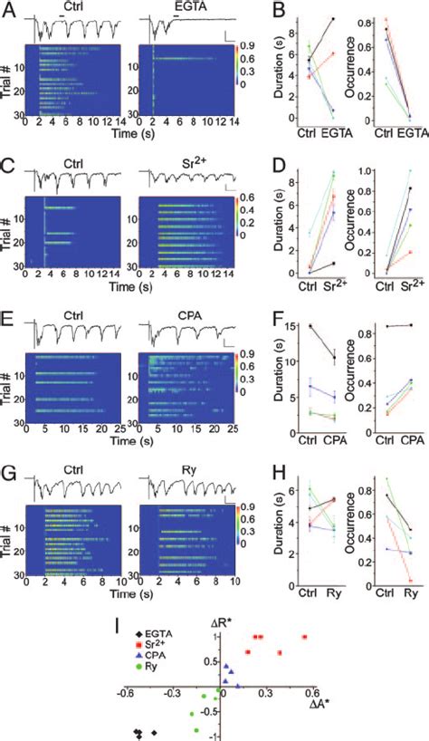 the role of asynchronous synaptic transmission and its modulation in