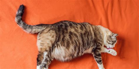 Towards Data Science On Linkedin 4 Ways To Quantify Fat Tails With Python