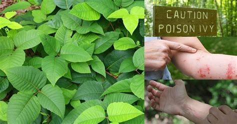 What Does Poison Ivy Look Like Htecfarming