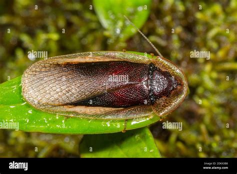A Distinctly Patternred Cockroach In Montane Rainforest In The