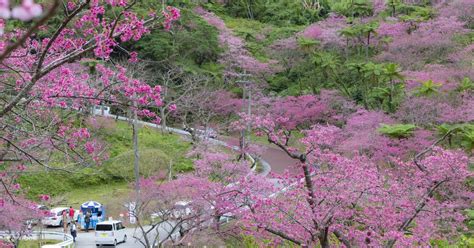 Yaedake Sakuranomori Park Sakura Viewing Tour With Fruits Picking Klook Philippines