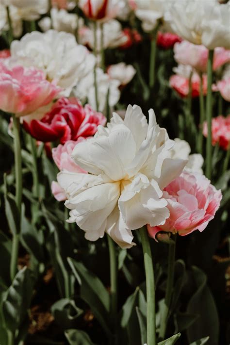 Безкоштовне стокове фото: tulipa, tulipa gesneriana, азіатський зелений ...