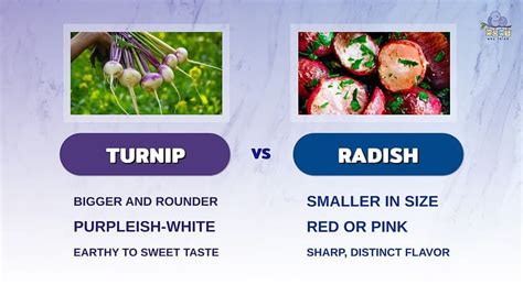 Turnip Vs Radish Nutritional Comparison Important Differences