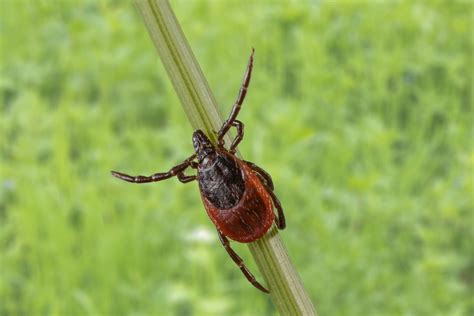 Tick Borne Encephalitis Virus Lives Longer In Host Than Assumed