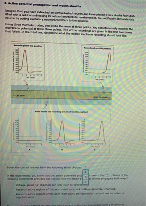 Solved 2 Action Potential Propagation And Myelin Sheaths