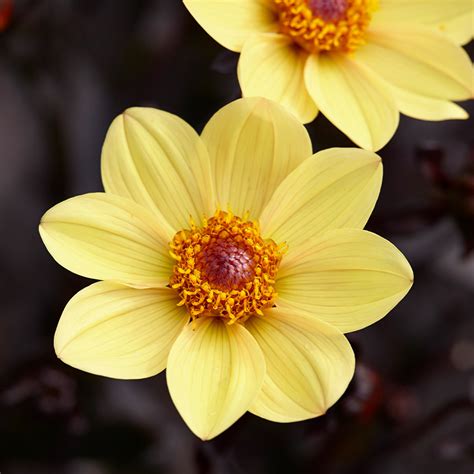 Dahlia Happy Days Lemon Party Tubers Shaw Green Dahlias 🇬🇧 Uk Trusted Company