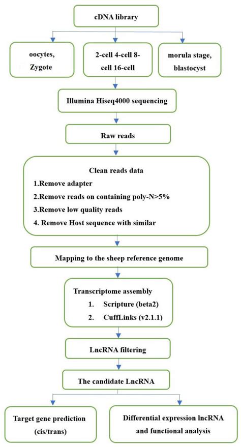 Genes Free Full Text Identification And Functional Analysis Of Transcriptome Profiles Long