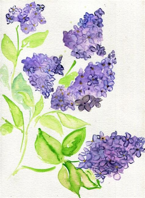 Как нарисовать сирень картинки