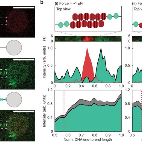 Pich Can Bind To Exposed Dsdna On Nucleosome Array Constructs Under