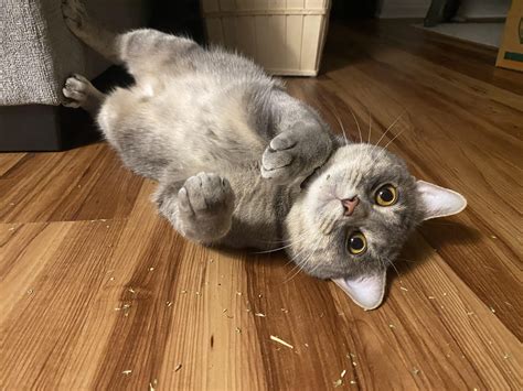 Rui Does A Roll With Catnip R Cuddleroll