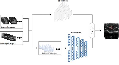Figure From Merged D D Deep Convolutional Neural Networks For Nerve Detection In Ultrasound