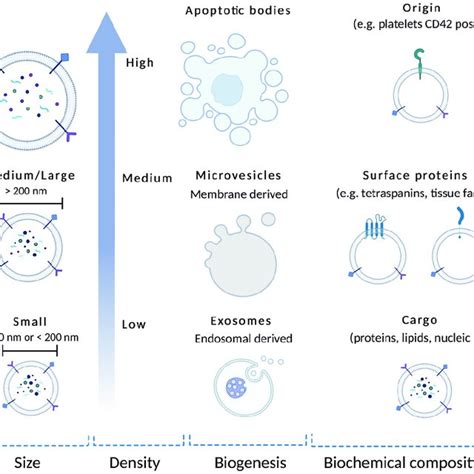 Classification Of Evs Evs Can Be Classified According To Their Size