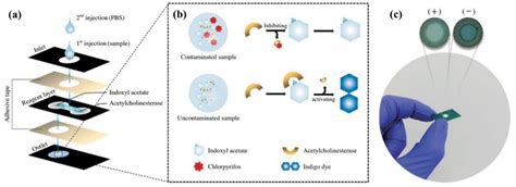 Disposable Paper Based Biosensors For The Point Of Care Detection Of