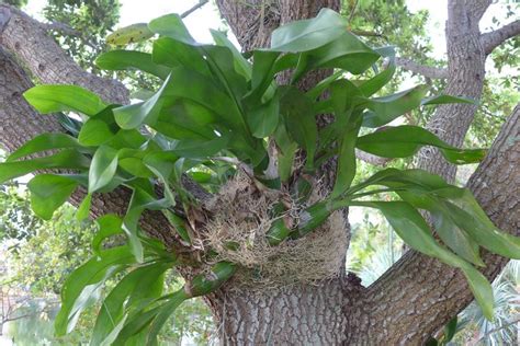 Grammatophyllum Scriptum 2 Orchid Flower