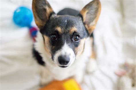 Do Corgi Puppies Bite