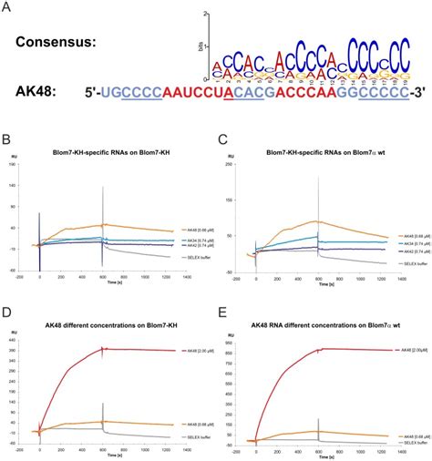 a consensus sequence of putative binding motif of all selected
