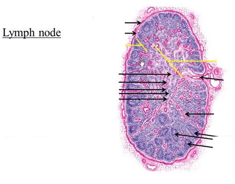 Lymph Node Structures — Printable Worksheet