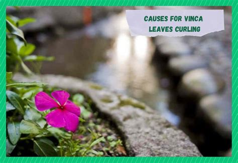 Why Do Vinca Leaves Curl Up At Florence Parsons Blog