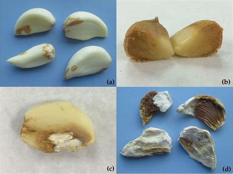 Fusarium Dry Rot Of Garlic Bulbs Caused By Fusarium Proliferatum A Review