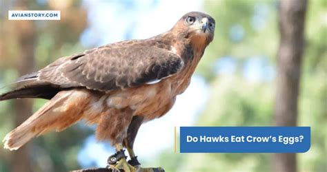 Do Hawks Eat Crows