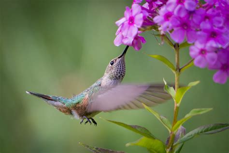 Purple Hummingbirds And Flowers