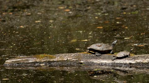 Invasive Turtle Species Threatening Native Species In Salem