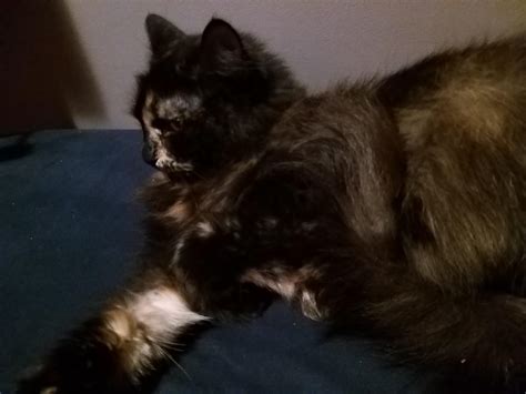 Blessed Kitty R Blessedimages