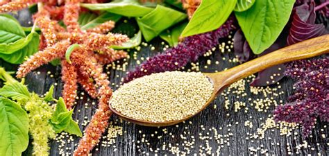 Health Benefits Of Amaranth