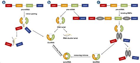Biogenesis Of Ecircrnas And Eicirnas A Intron Pairing Driven