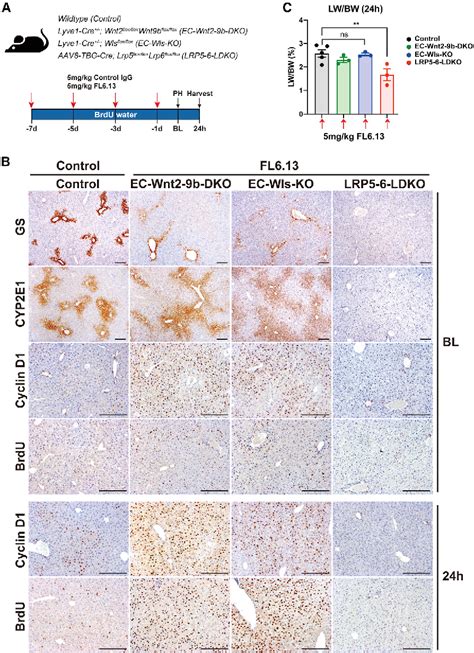 Figure 5 From Single Cell Spatial Transcriptomics Reveals A Dynamic