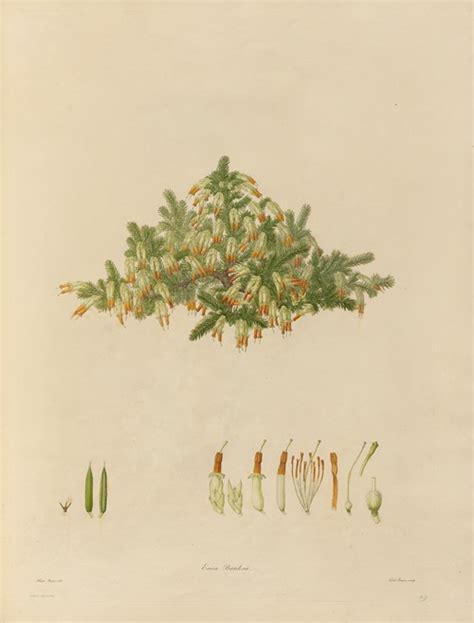 Franz Andreas Bauer Artvee