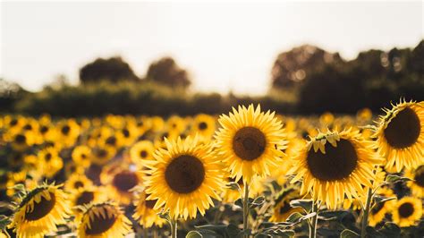 Sunflower 4k Wallpapers Top Free Sunflower 4k Backgrounds