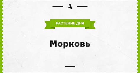 Морковь • Arzamas
