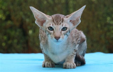 Oriental Shorthair Cat Health Problems 12 Vet Reviewed Issues Catster