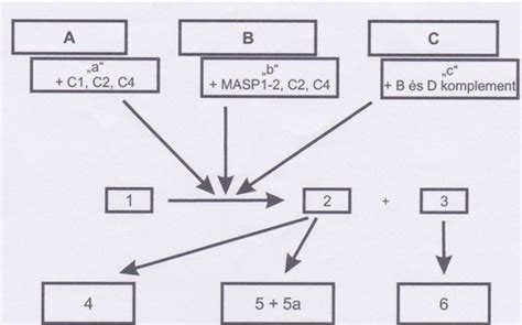 figure 2 immunology the complement system diagram quizlet