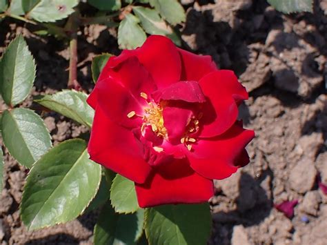 Rosier John Dijkstra Rosa John Dijkstra Taille Entretien