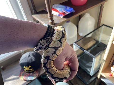 A couple months ago I brought home my first snake! A bumblebee ball python named Lada. We was a ...