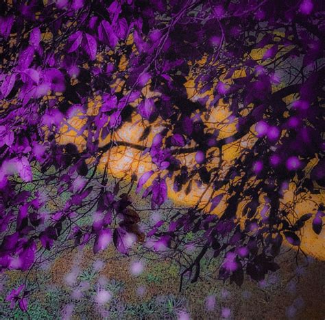 ♠️💜💛🪶🌦️🔮💦 🍁🎋 Bea M 19 Comments