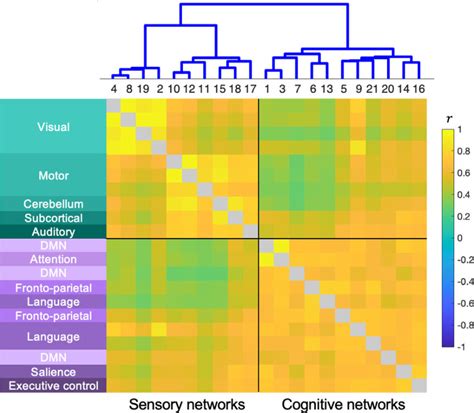 Wards Clustering Shows A Clear Separation Of The Sensory Networks Download Scientific Diagram