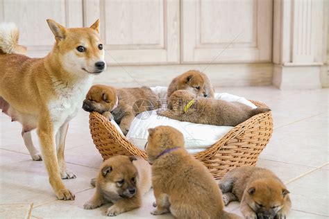 狗妈妈陪伴在孩子们身边高清图片下载 正版图片507625100 摄图网
