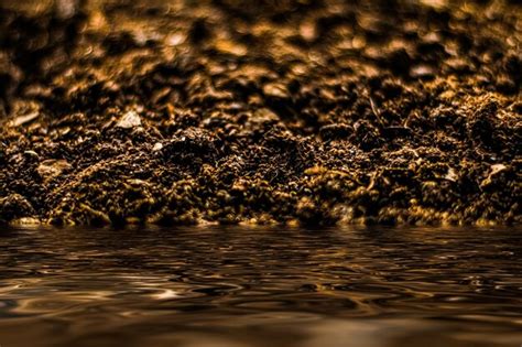 Page 10 Muddy Waters Images Free Download On Freepik