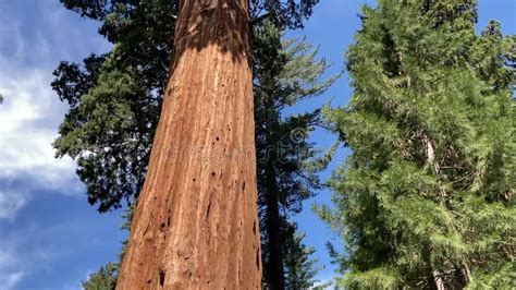The Sentinel Tree In Sequoia National Park Stock Footage Video Of