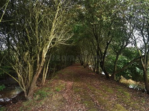 Path With Trees On Both Sides Stock Photo Image Of Tree Road