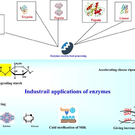 Scheme Of Industrial Applications Of Enzymes In Food Processing